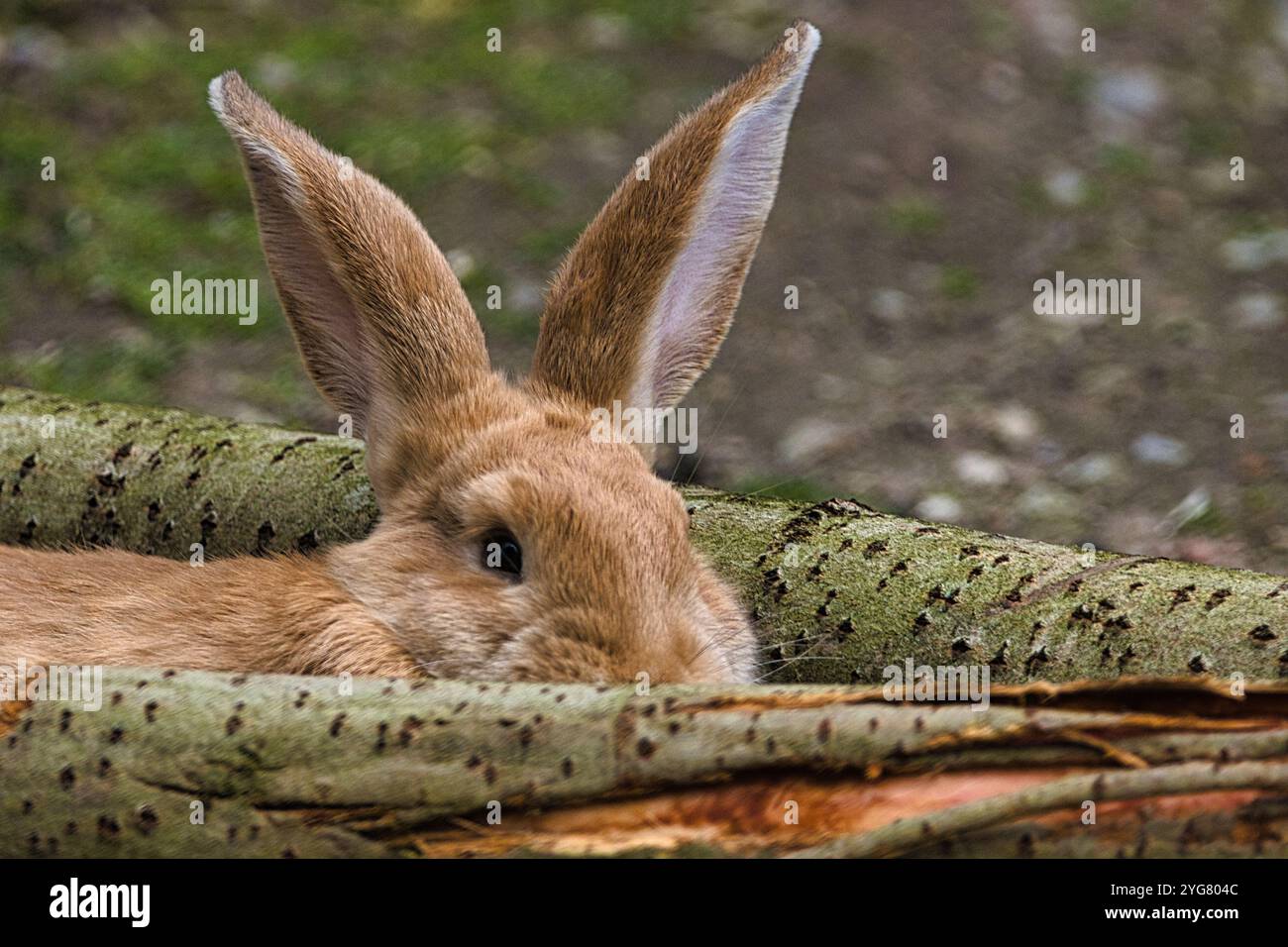 Children with bunny ears hi-res stock photography and images - Alamy