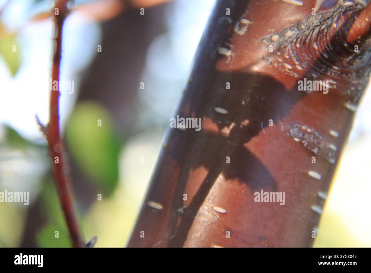 Nativeplantspecies hi-res stock photography and images - Alamy