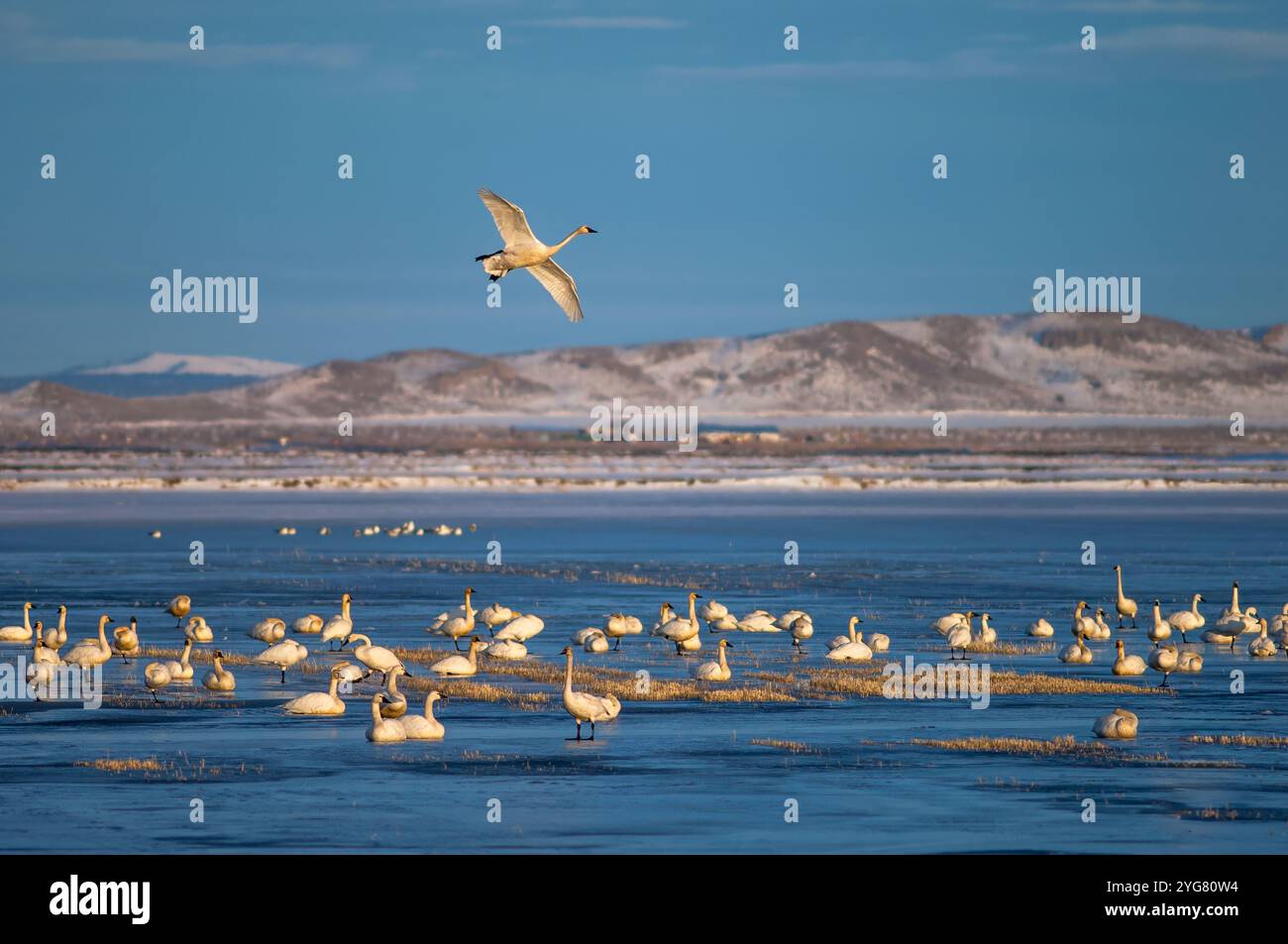 Tundra Swans at Lower Klamath National Wildlife Refuge on the Oregon ...