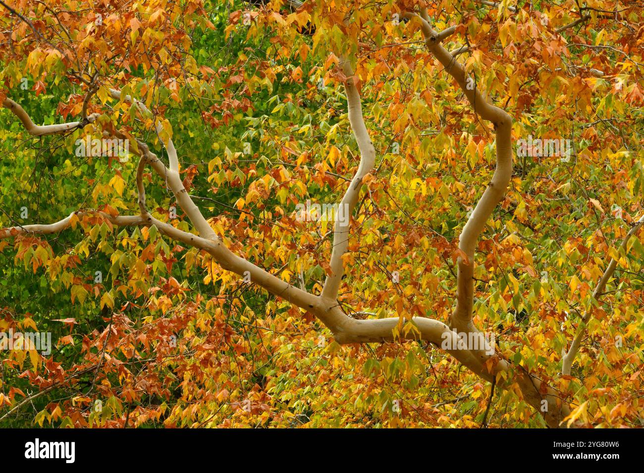 Arizona Sycamore tree in fall color; Chiricahua Mountains, Coronado ...