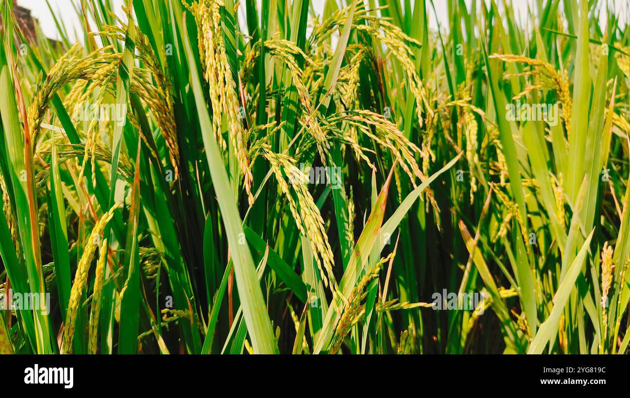 Rice filed in india hi-res stock photography and images - Alamy