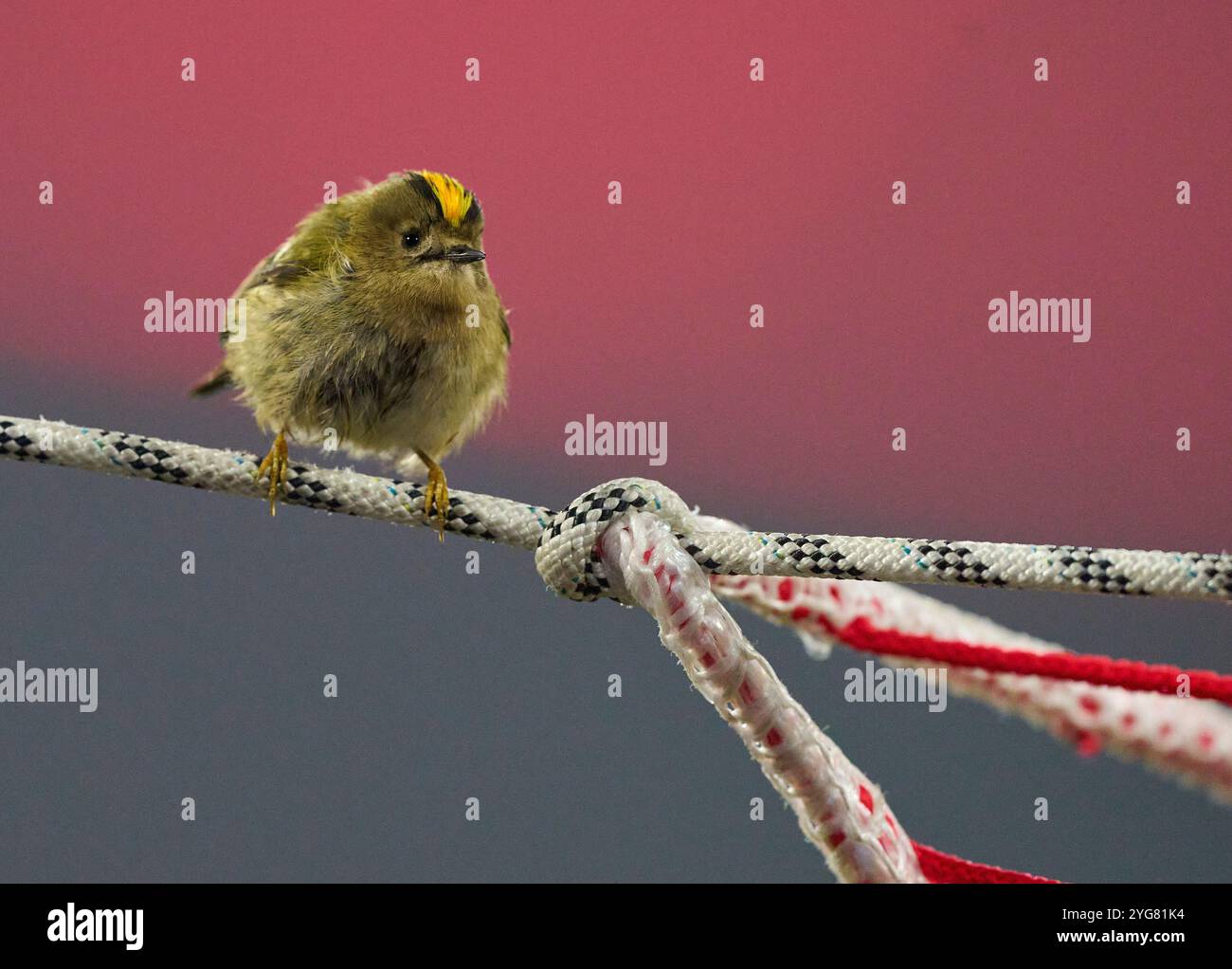 Munich, Germany. 06th Nov, 2024. Bird Wintergoldhaehnchen in the goal ...