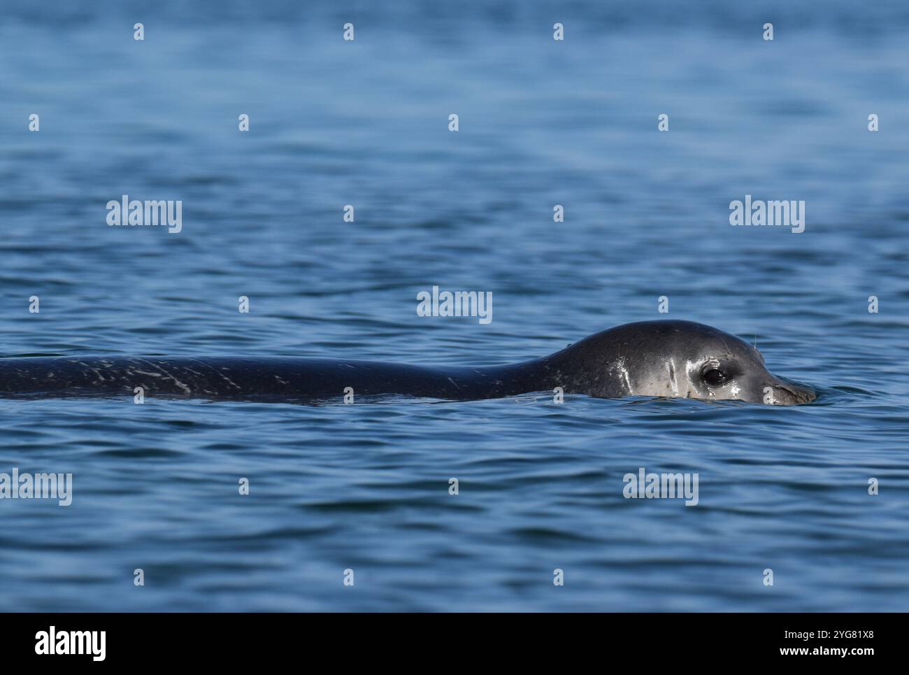 Mediterranean monk seal (Monachus monachus), Lichadonisia, Mediterranean sea, Greece Stock Photo ...