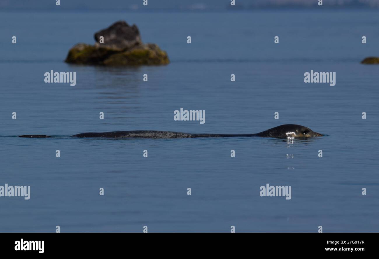 Mediterranean monk seal (Monachus monachus), Lichadonisia, Mediterranean sea, Greece Stock Photo ...