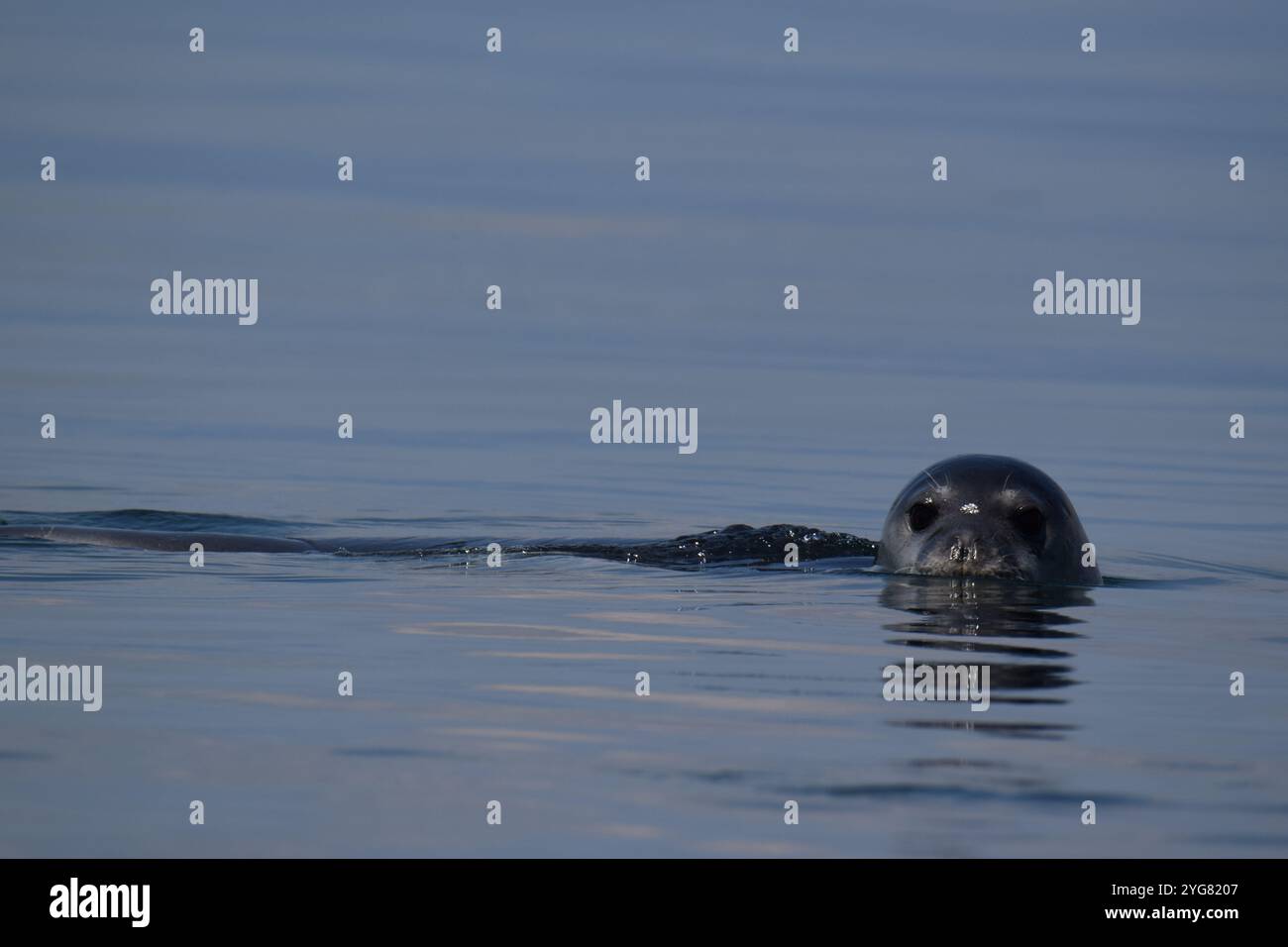 Mediterranean monk seal (Monachus monachus), Lichadonisia ...