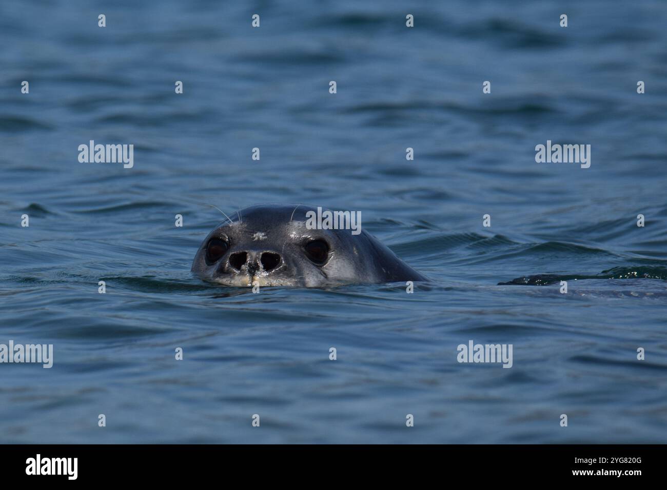 Mediterranean monk seal (Monachus monachus), Lichadonisia, Mediterranean sea, Greece Stock Photo ...