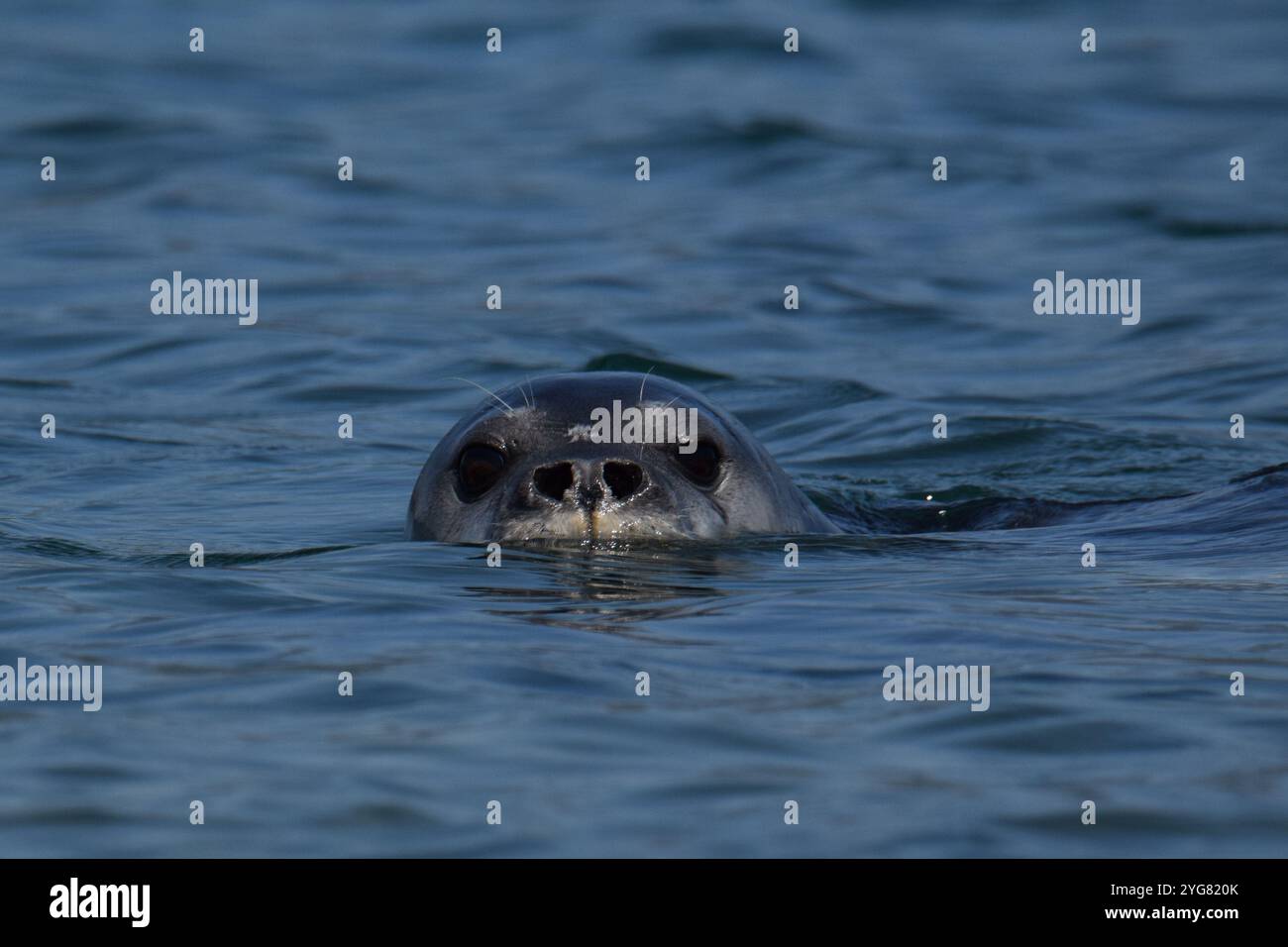 Mediterranean monk seal (Monachus monachus), Lichadonisia, Mediterranean sea, Greece Stock Photo ...