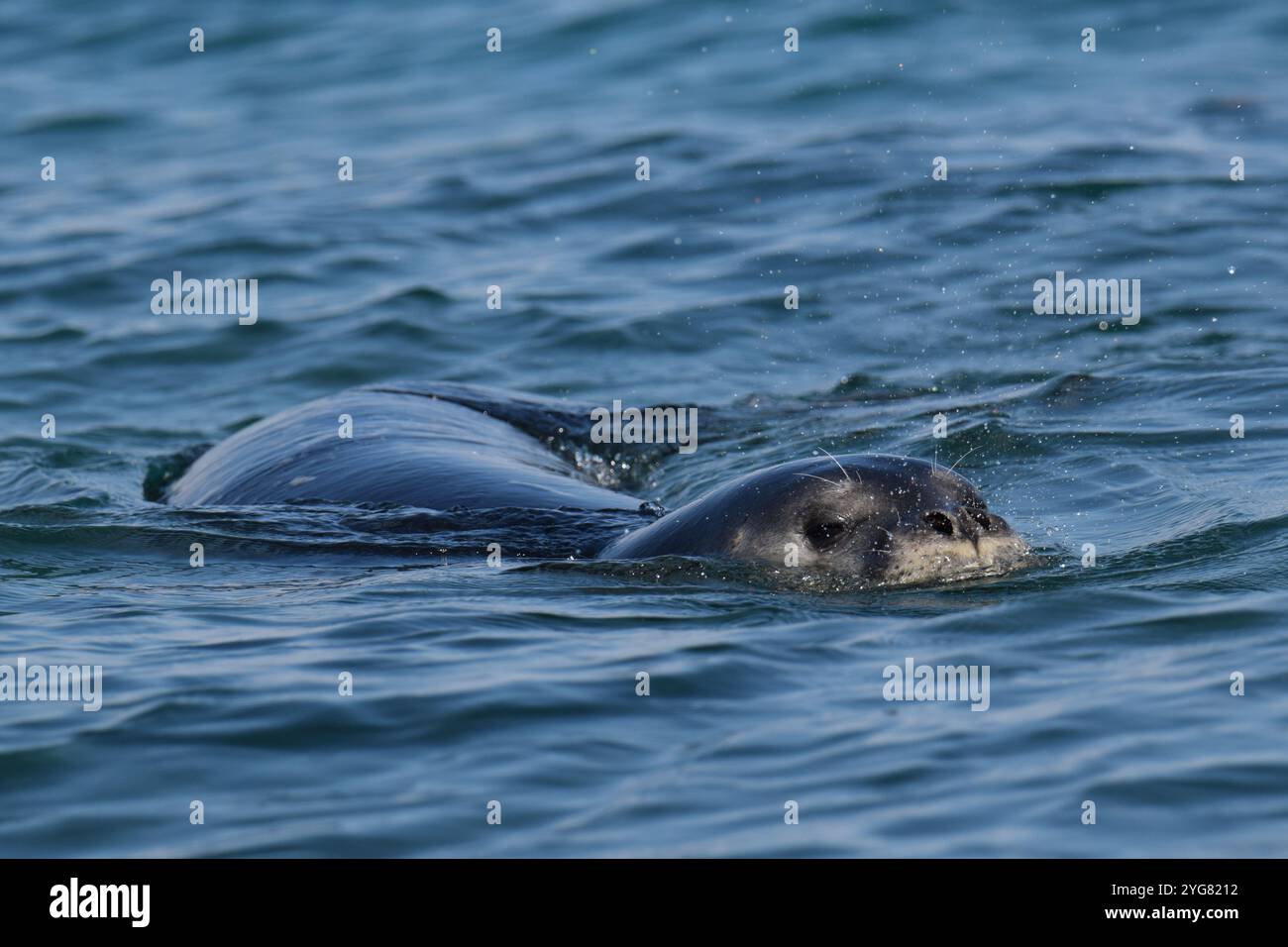 Mediterranean monk seal (Monachus monachus), Lichadonisia, Mediterranean sea, Greece Stock Photo ...