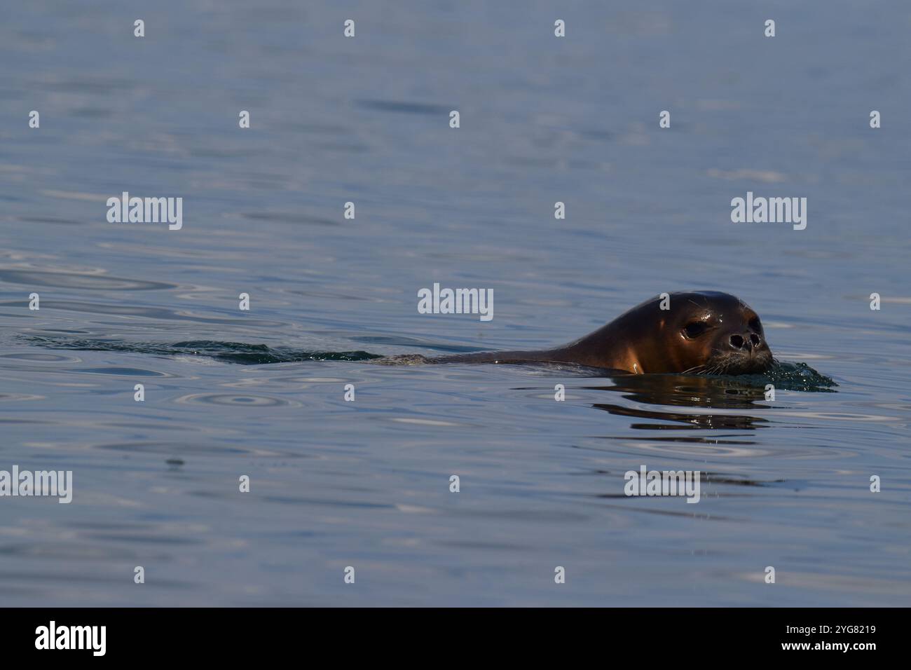 Mediterranean monk seal (Monachus monachus), Lichadonisia, Mediterranean sea, Greece Stock Photo ...