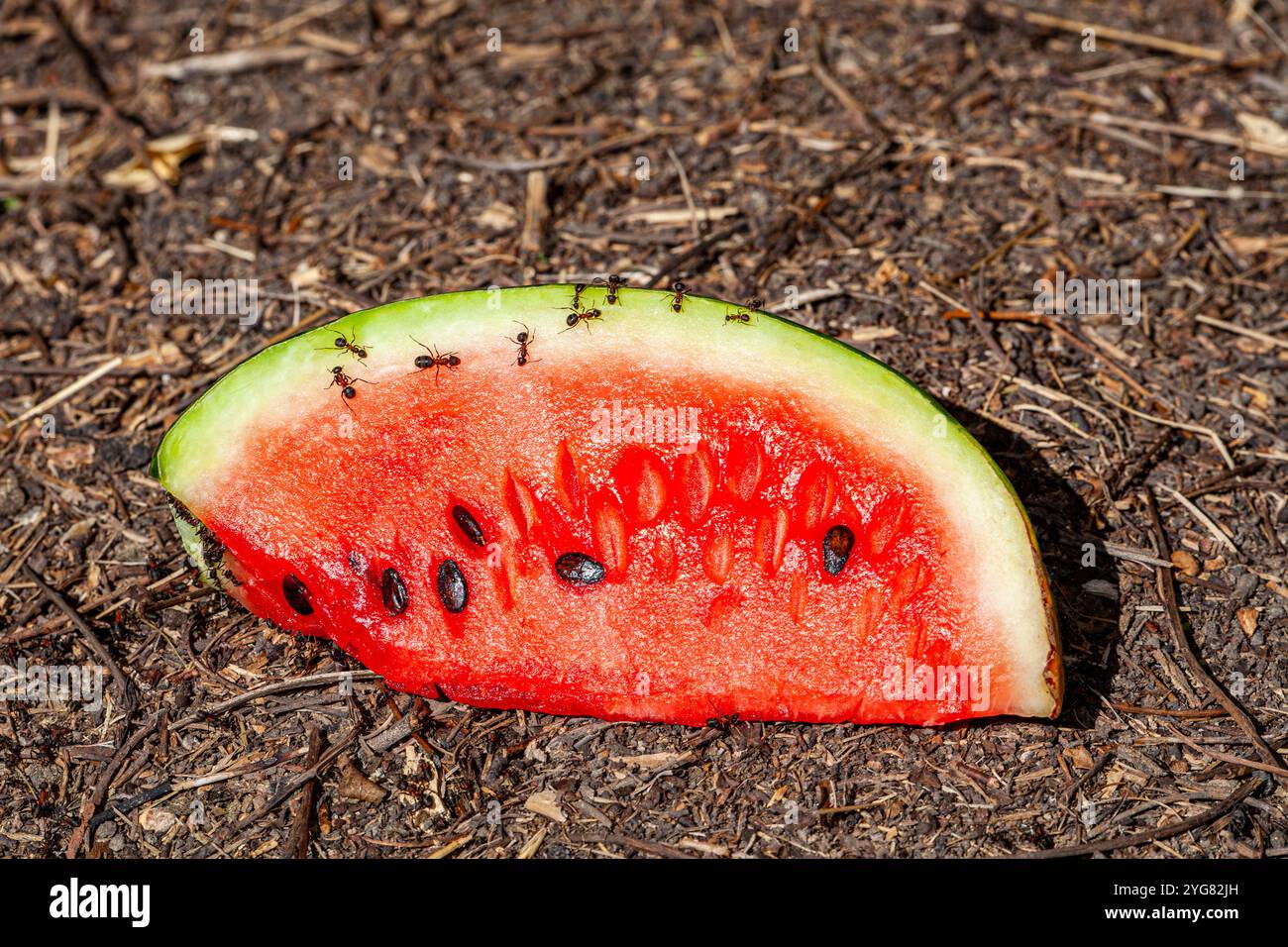 macro picture with a group of ants get everything from a watermelon ...