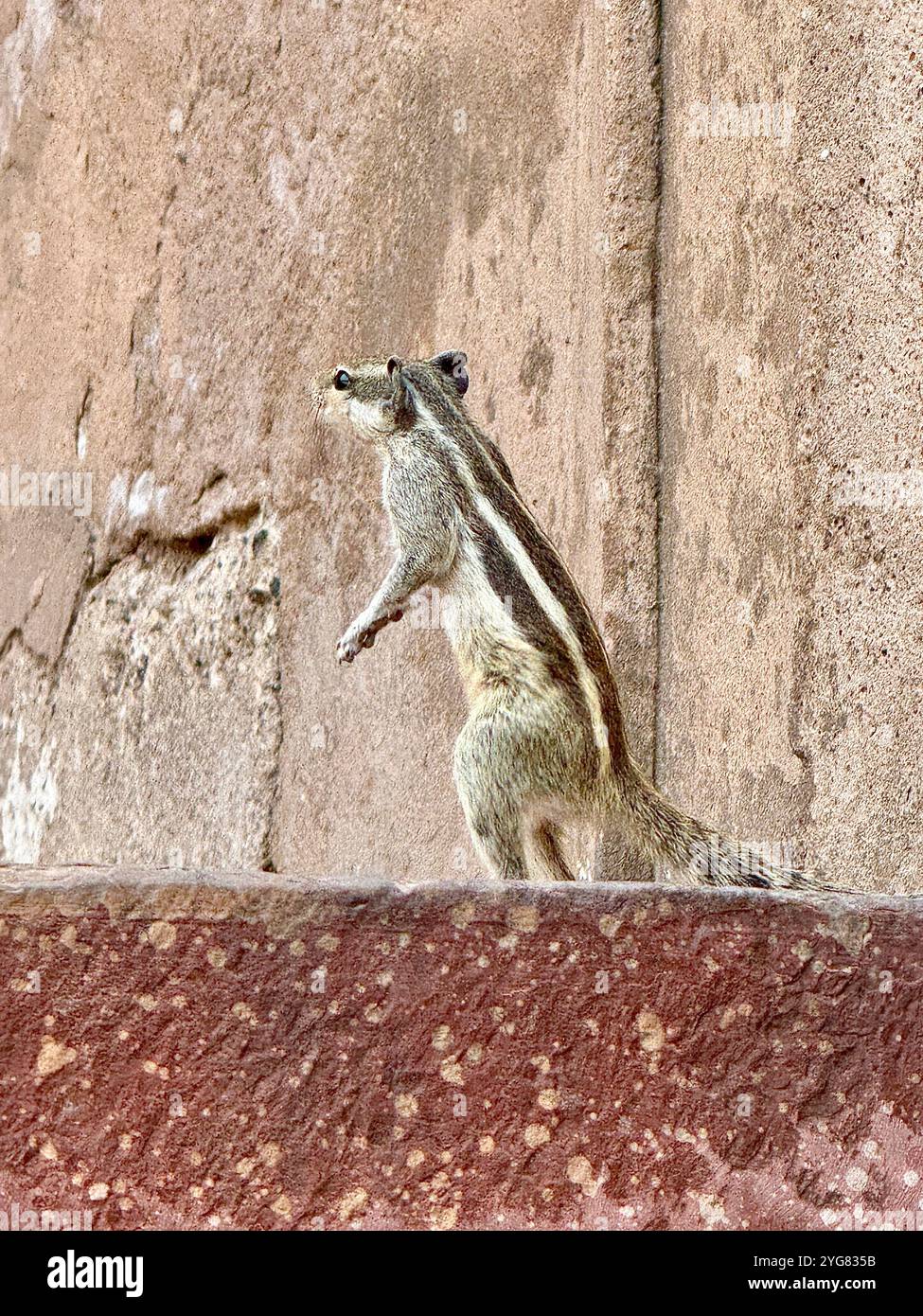 Eukaryota classification hi-res stock photography and images - Alamy