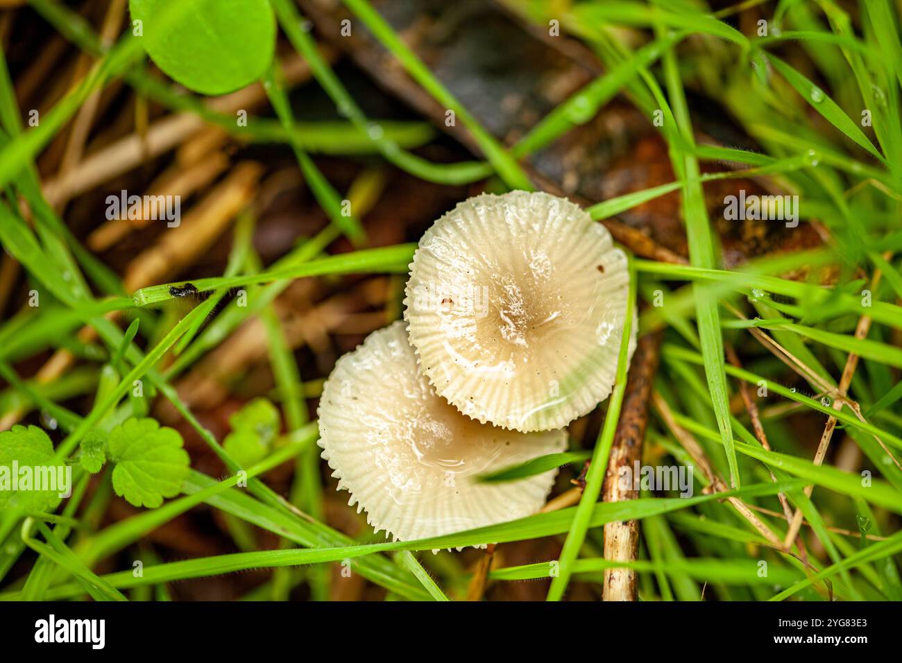 Common mushroom growing in grass. Centered image Stock Photo - Alamy