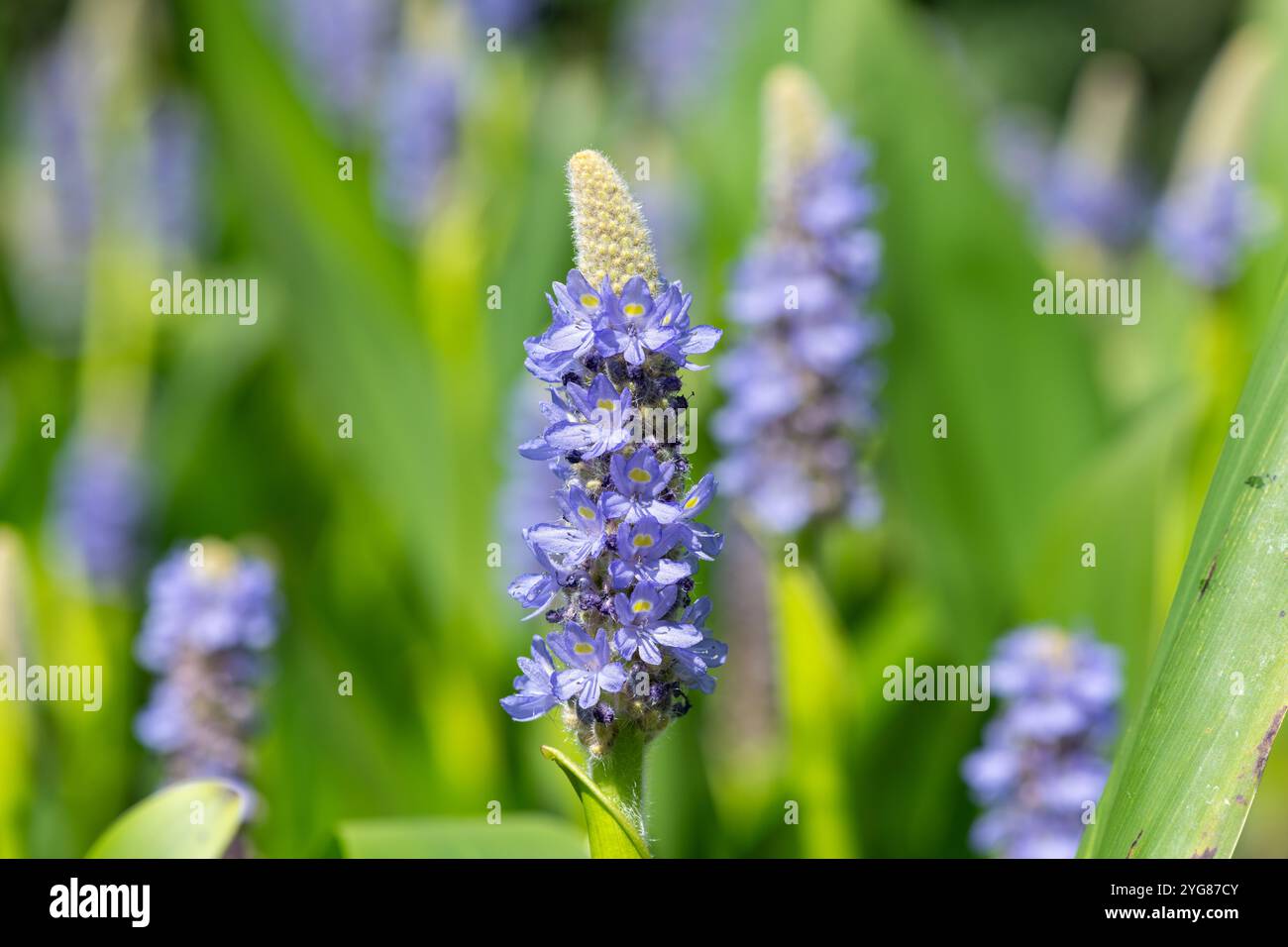 Close up of flowers on a pickerel weed (pontederia cordata) plant Stock ...