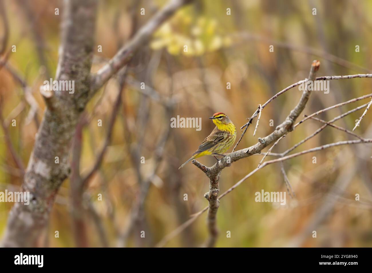 The Yellow Palm Warbler in the marsh. Natural scene from state ...