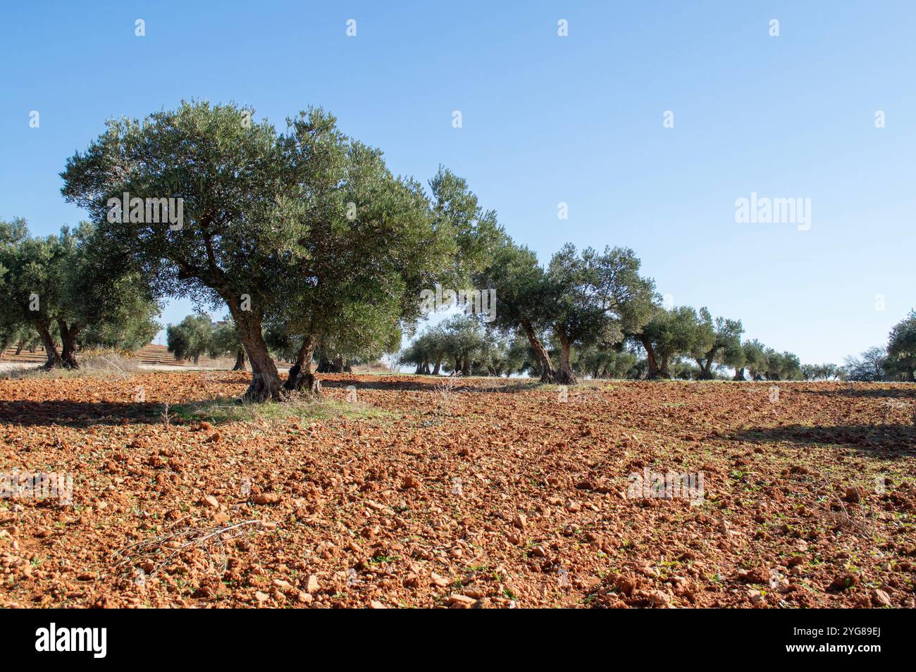 Spanish olive grove landscape Stock Photo - Alamy