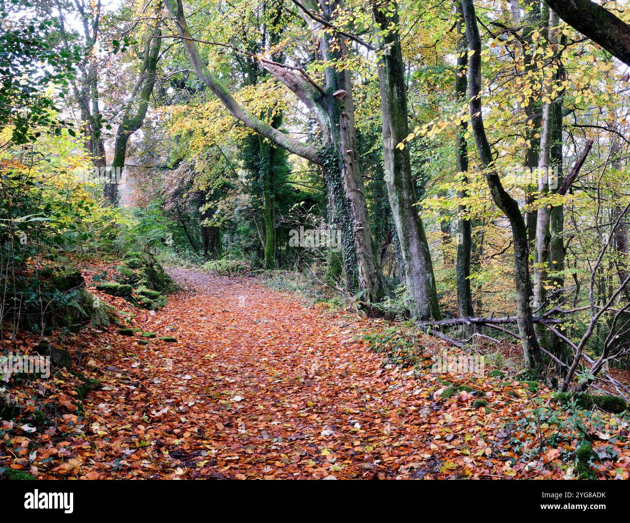 Autumn Woodland Path Stock Photo - Alamy