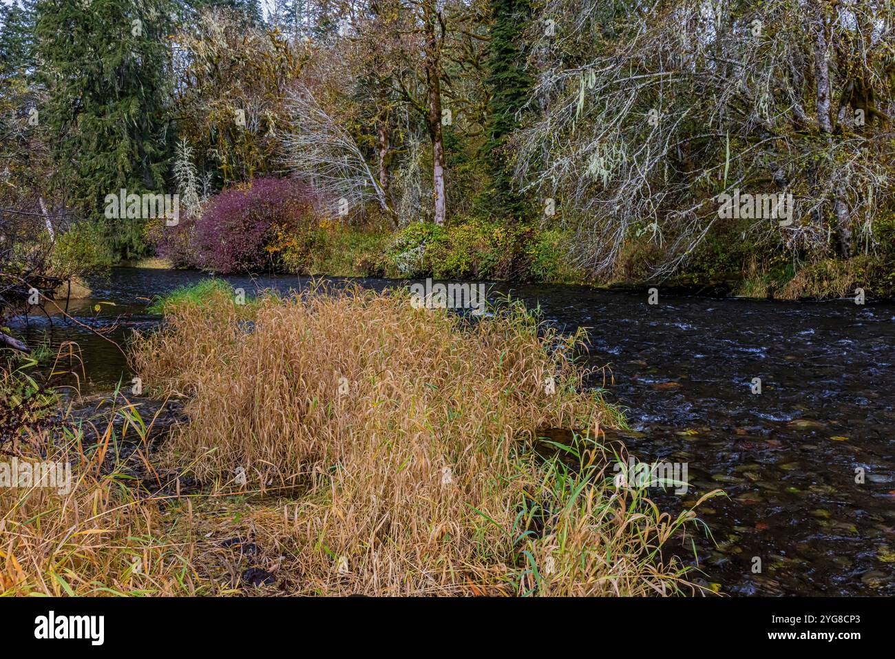 East Fork Satsop River flowing through Schafer State Park, Washington ...