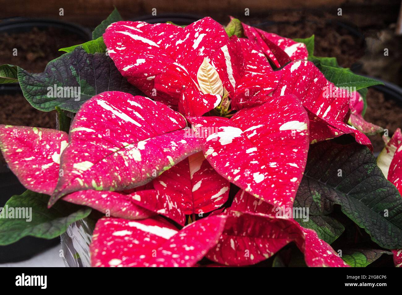 Close up of Poinsettia pulcherima showing bright red leaves with white ...