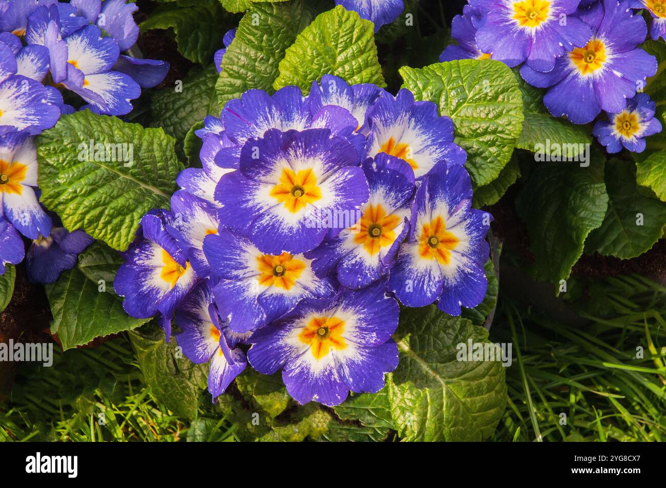 Primrose starflame hi-res stock photography and images - Alamy
