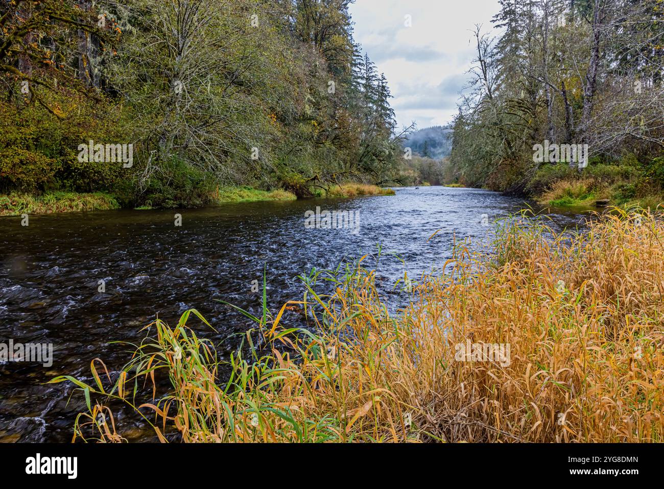East Fork Satsop River flowing through Schafer State Park, Washington State, USA Stock Photo - Alamy