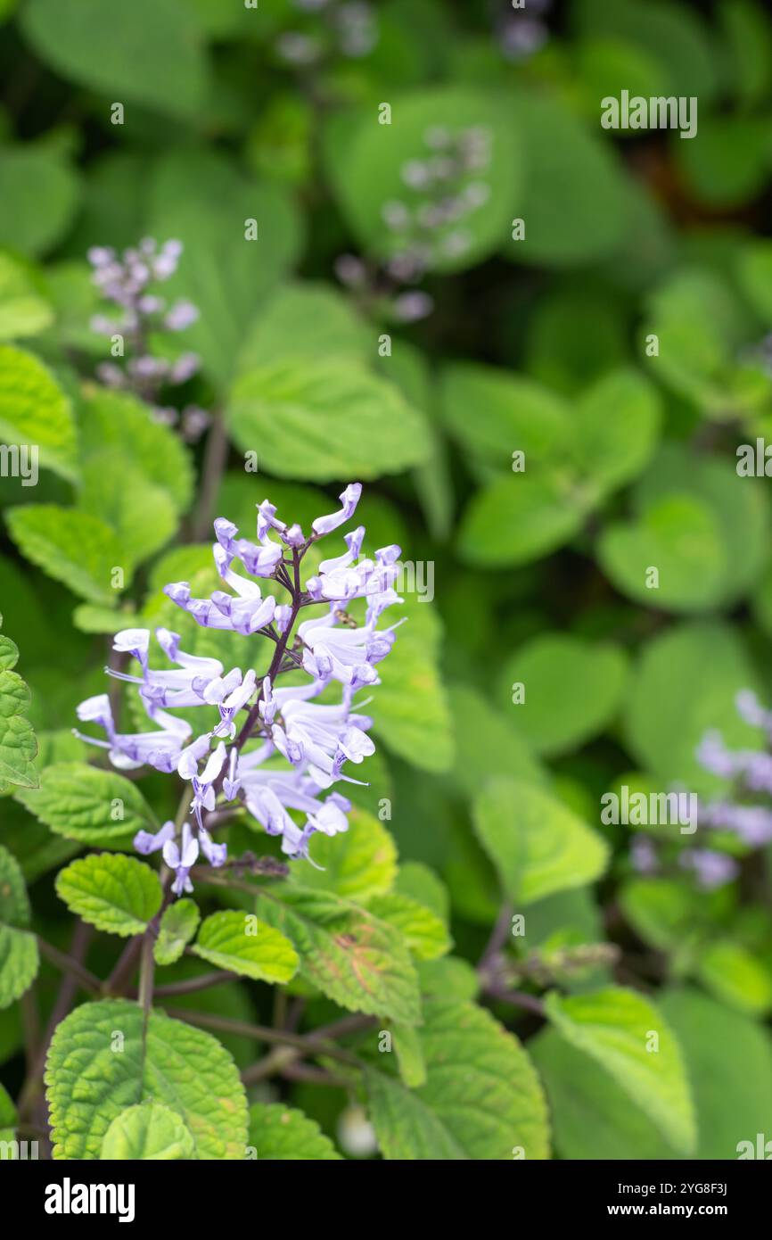 Close up of a Zulu spurflower (plectranthus zuluensis) in bloom Stock ...