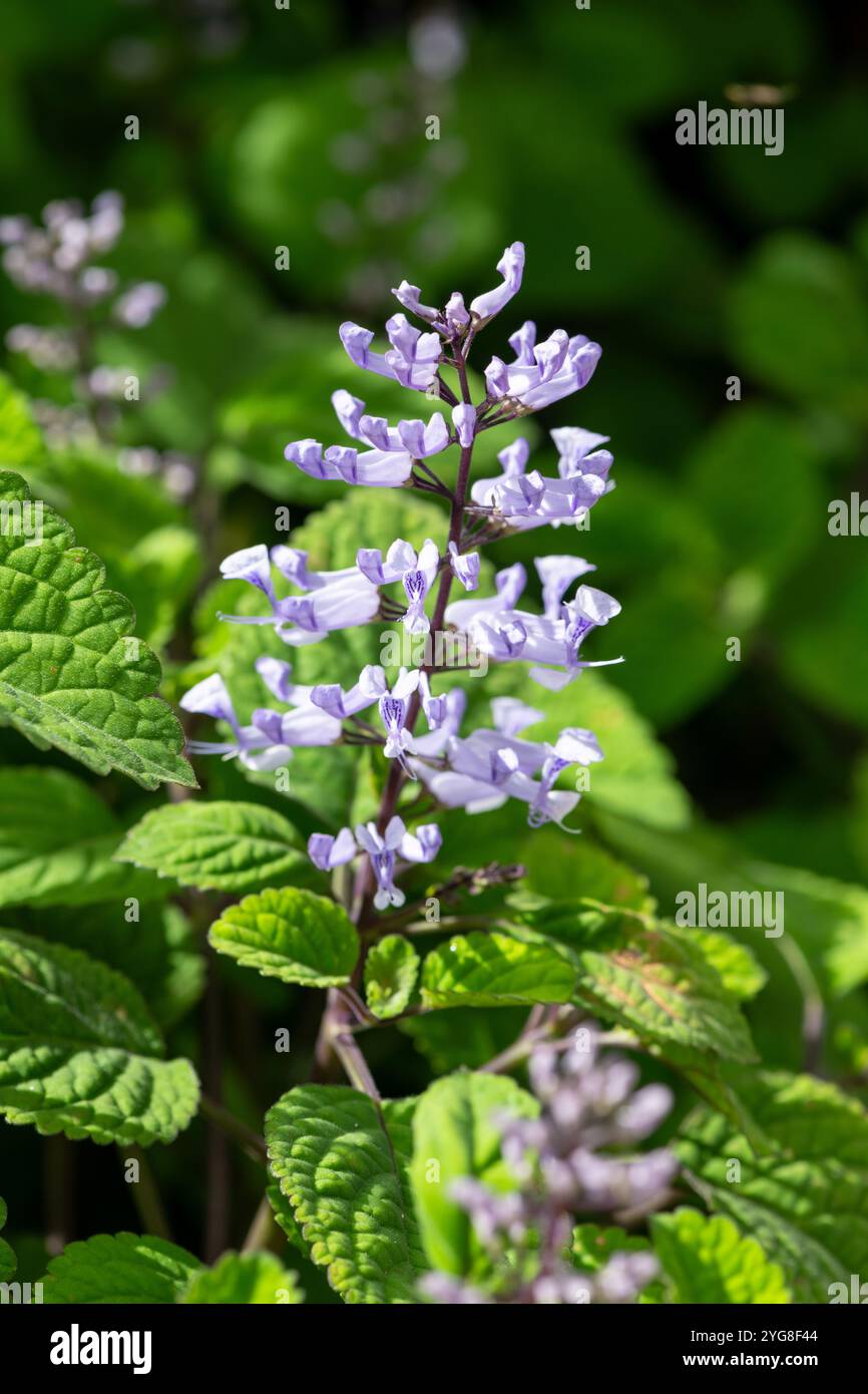 Close up of a Zulu spurflower (plectranthus zuluensis) in bloom Stock ...