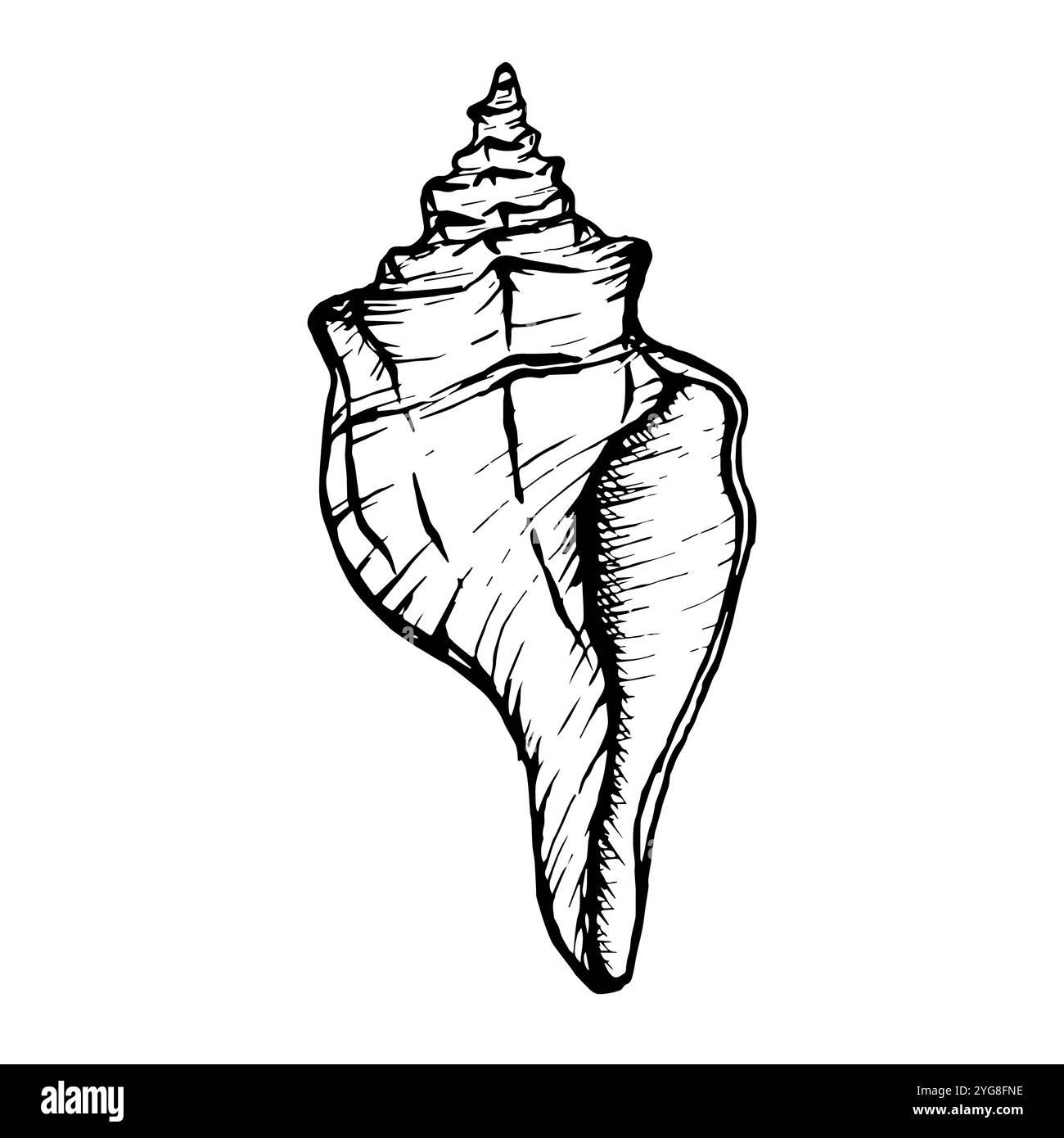Line Art Illustration of Shell. Vector Seashells in Black and White ...