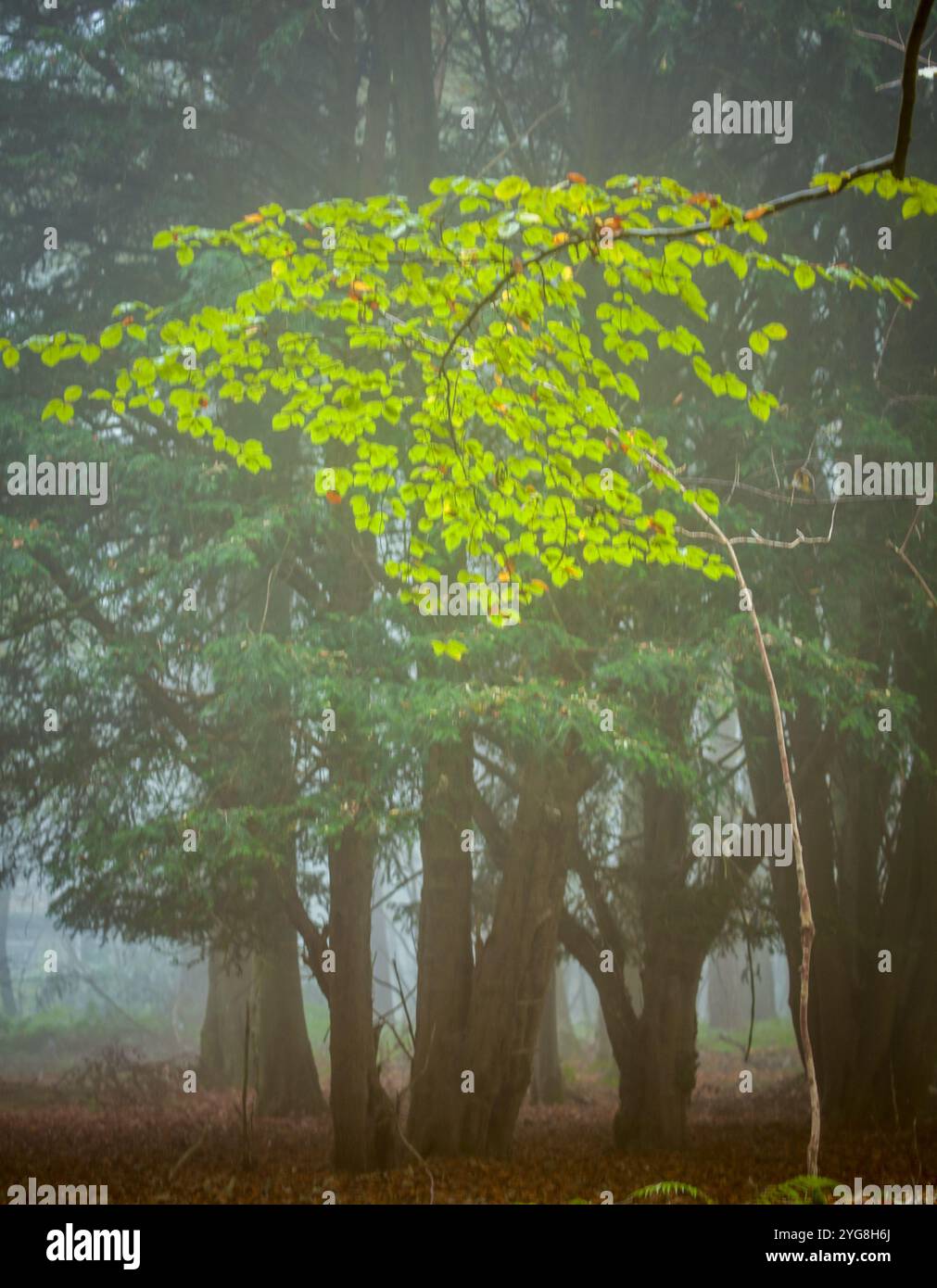 Beech leavesmist hi-res stock photography and images - Alamy