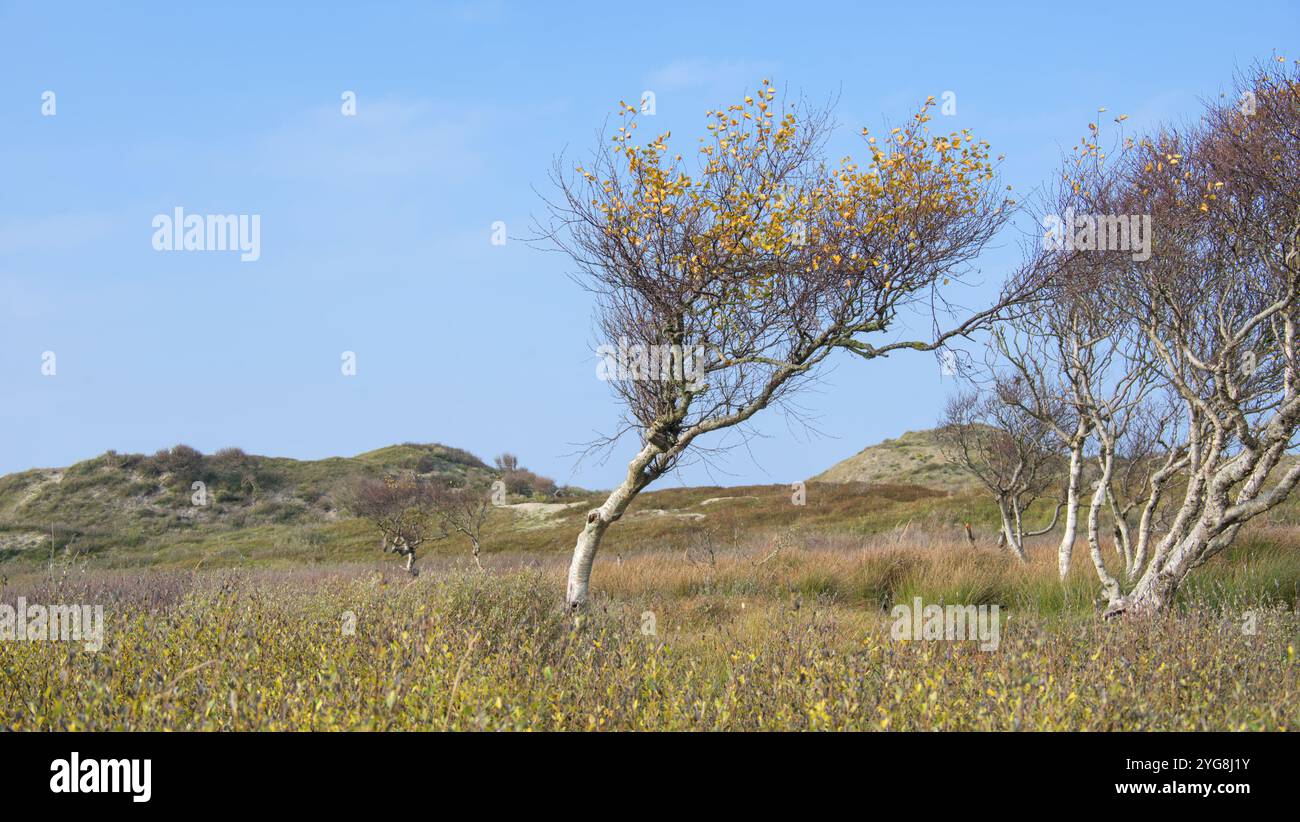 ome small birch trees in the sandy dunes of the northern sea landscape ...