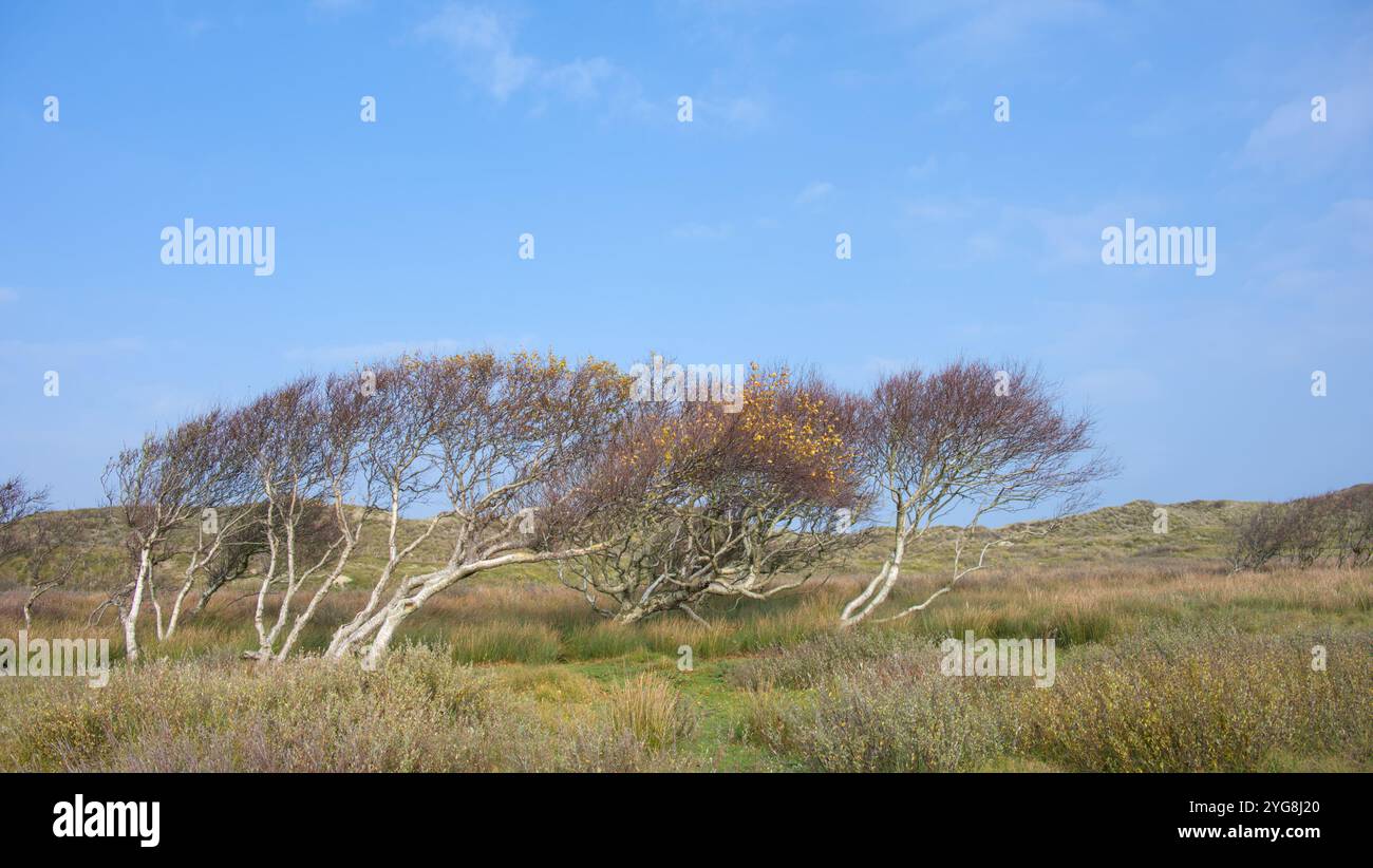 ome small birch trees in the sandy dunes of the northern sea landscape ...