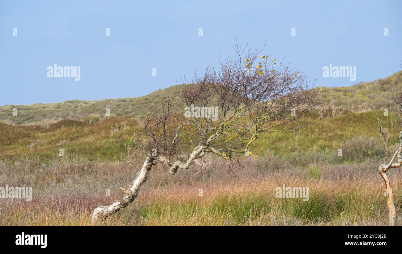 ome small birch trees in the sandy dunes of the northern sea landscape ...