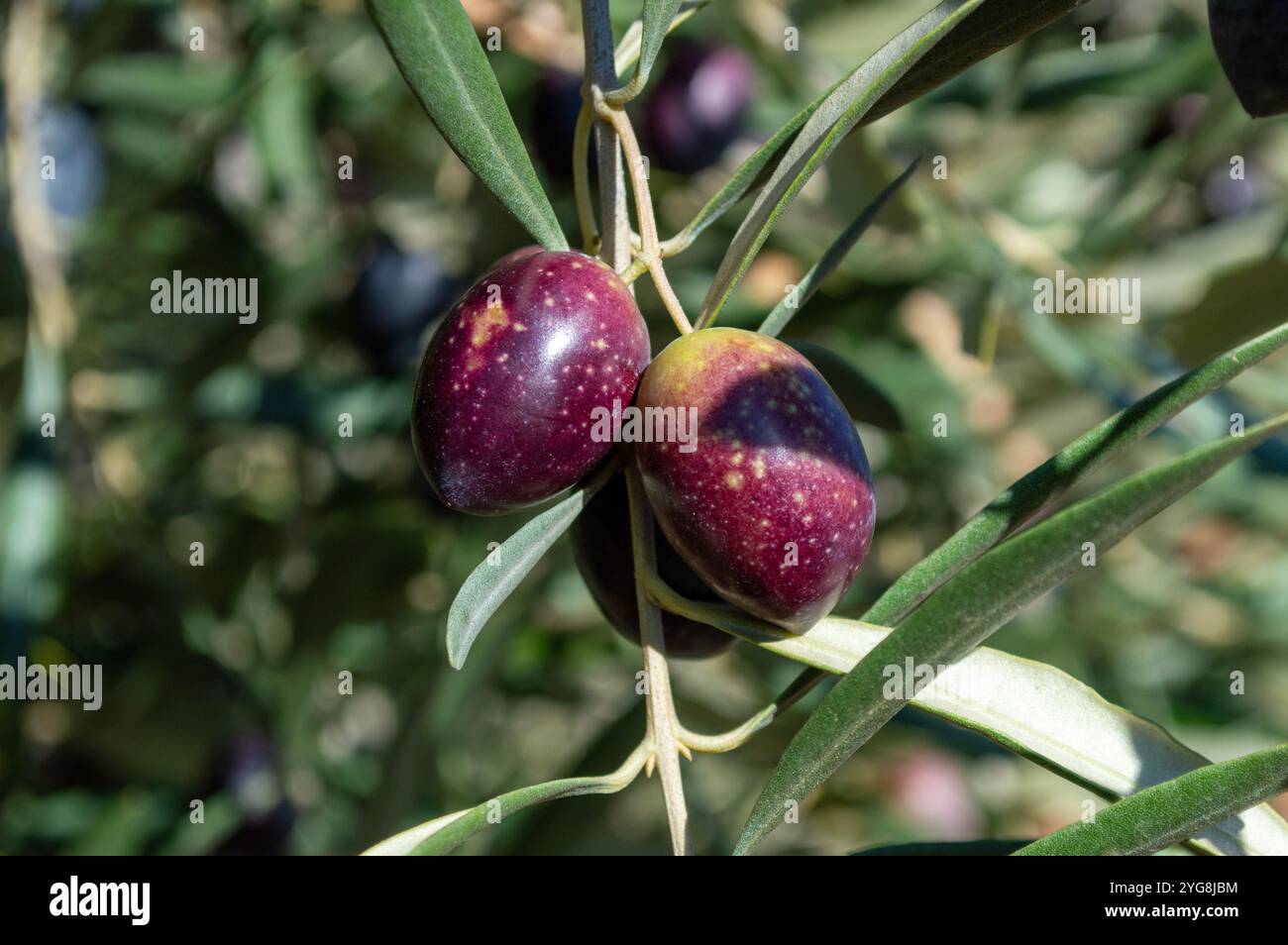 Red de olivo hi-res stock photography and images - Alamy
