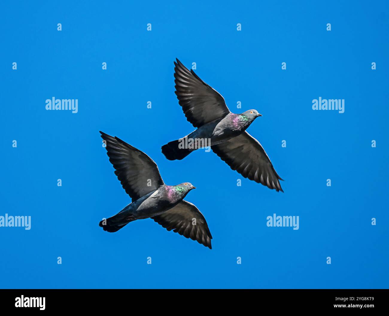 Two doves flying high in a clear blue sky, capturing a moment of ...