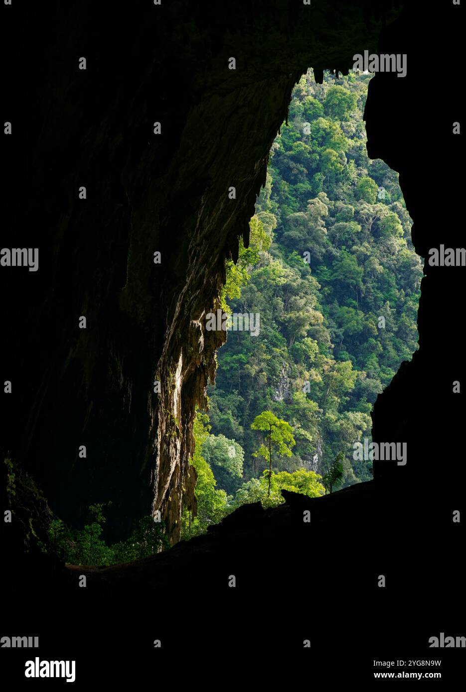Deer Cave - Gua Payau or Gua Rusa in Sarawak on Borneo island, Malaysia ...