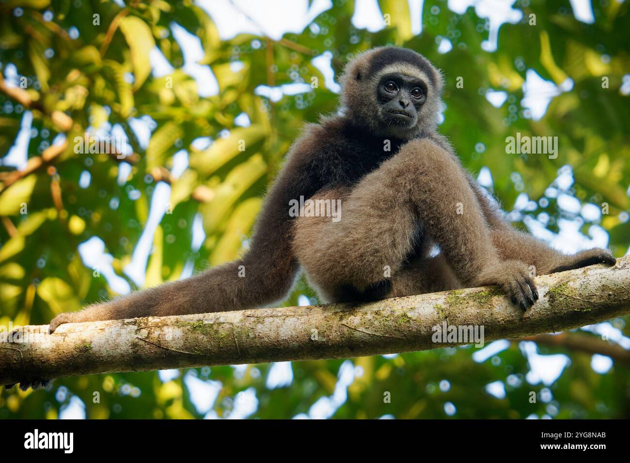 Eastern or Northern grey gibbon Hylobates funereus primate in the ...