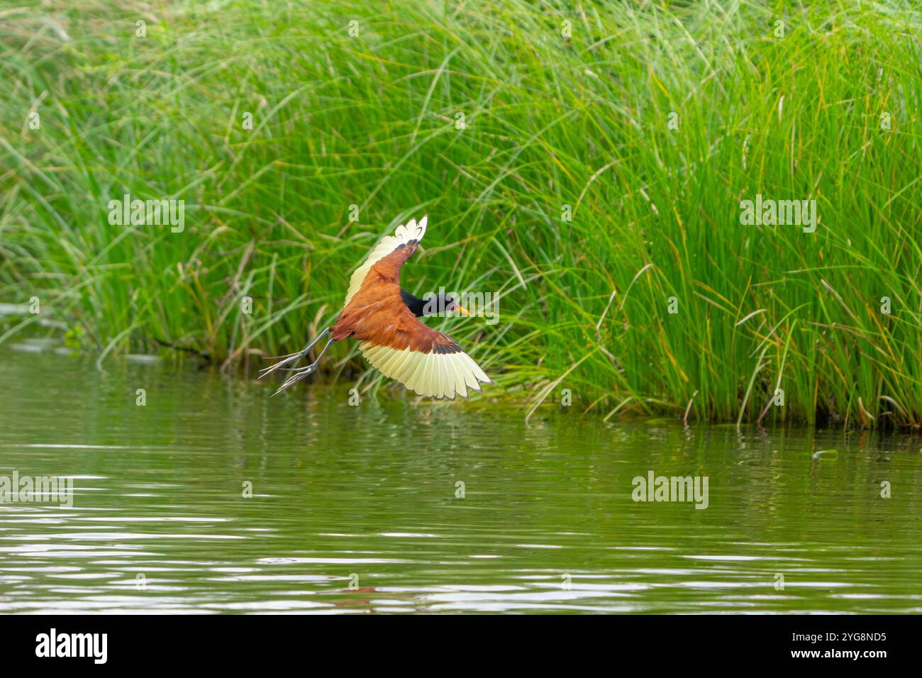 Jacana flying toward Black River edge vegetation displaying bright wing ...