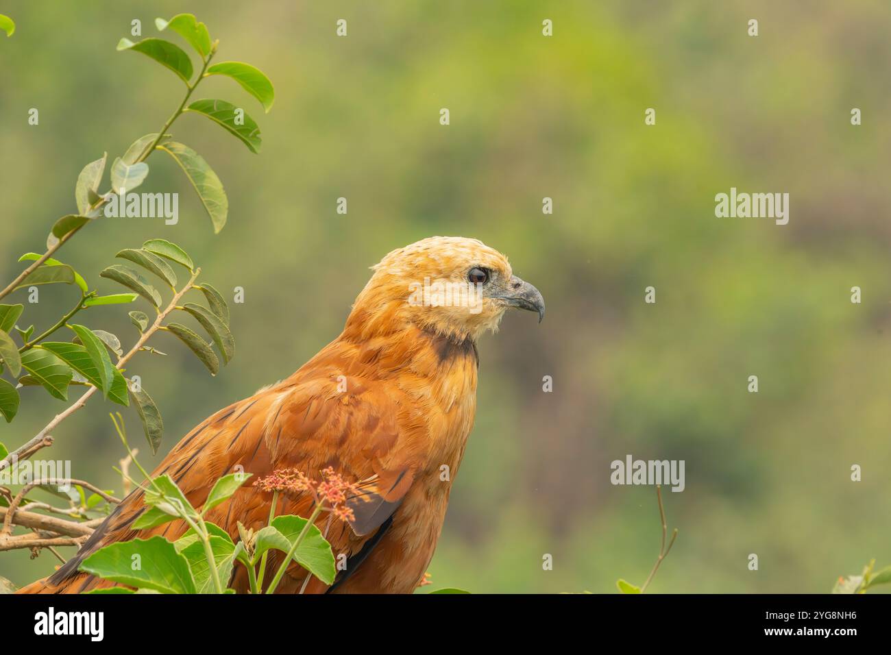 Black collared hawk in hi-res stock photography and images - Alamy
