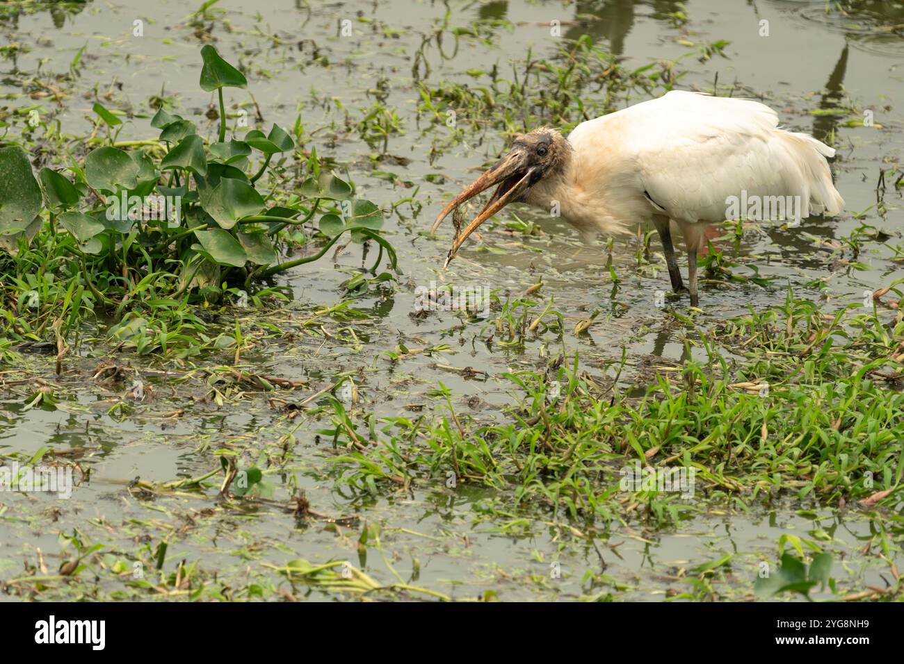 Wood stork foraging in swamp in the Pantanal Brazil Stock Photo - Alamy