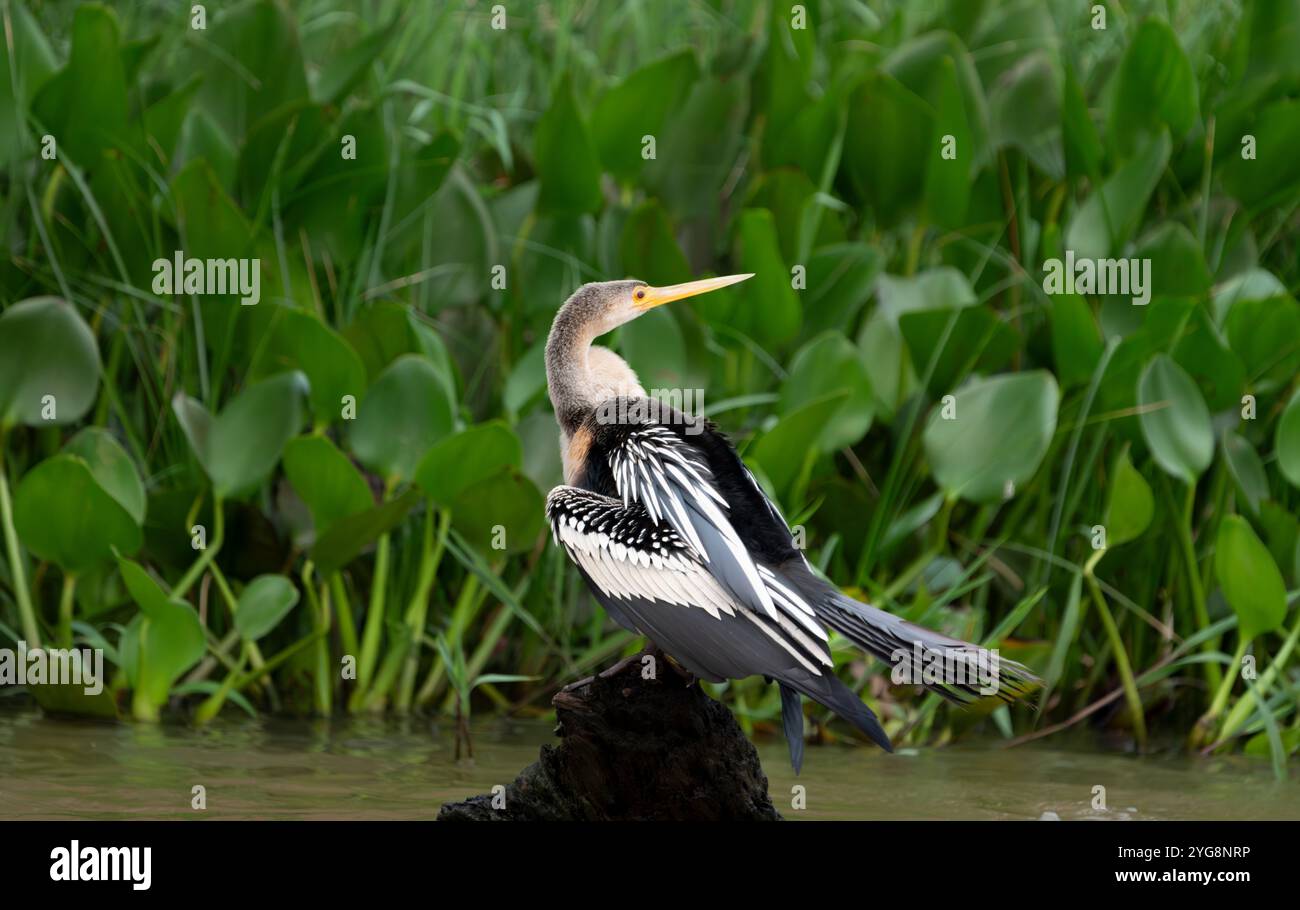 Juvenile or female darter sitting on old tree stump in Black River ...