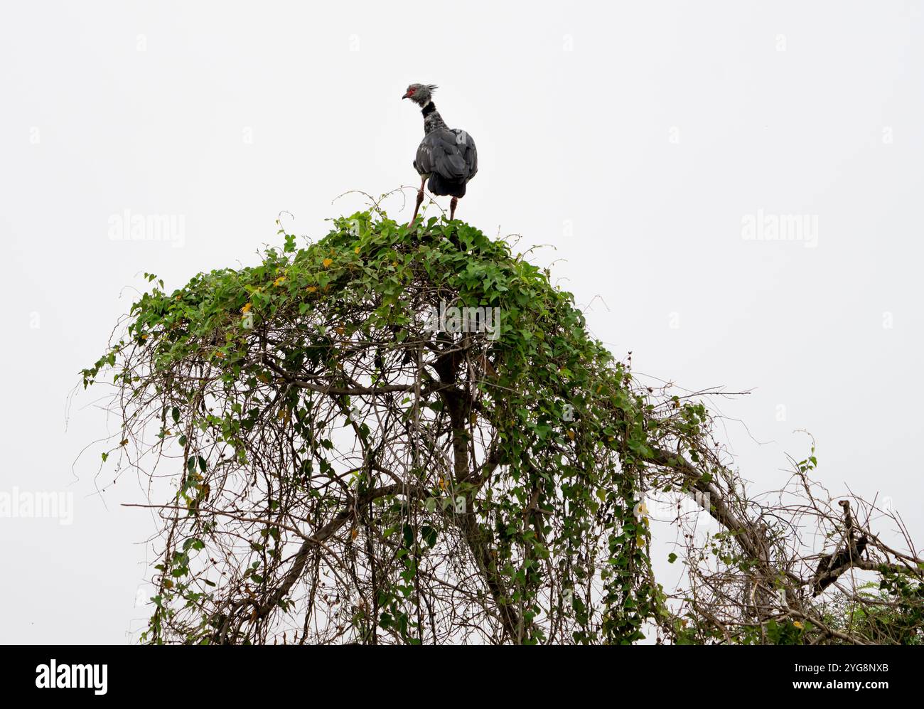 Southern screamer bird perched on top of tree in the Pantanal Brazil ...