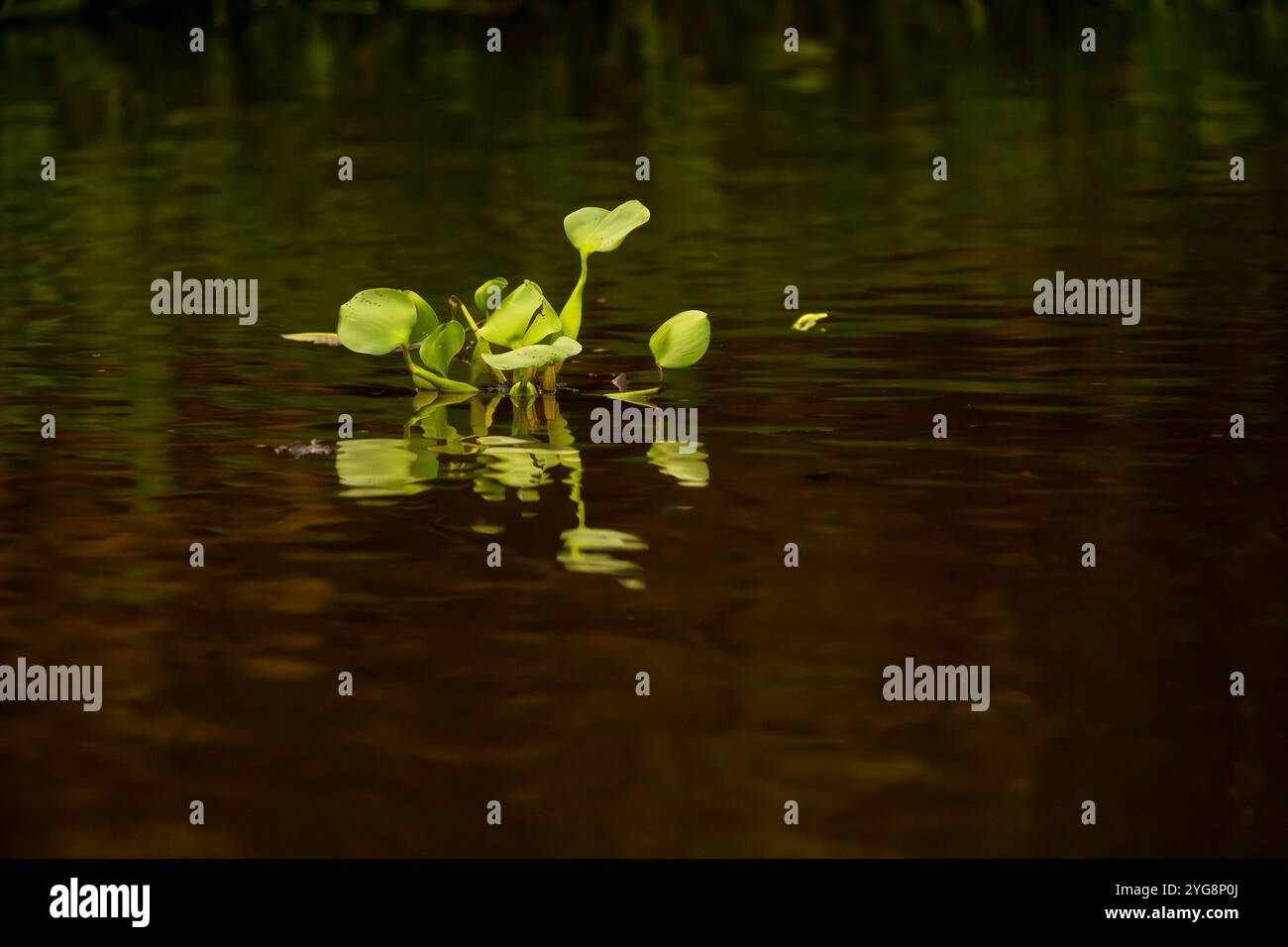 WAter hyacinth growing in river in the Pantanal Brazil Stock Photo - Alamy