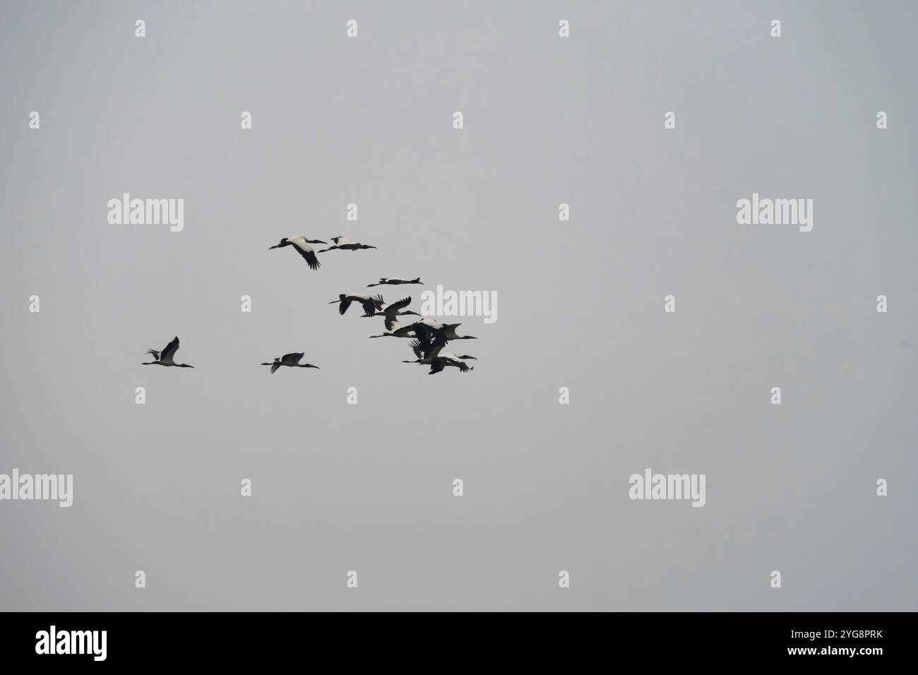 Myctreia americana hi-res stock photography and images - Alamy