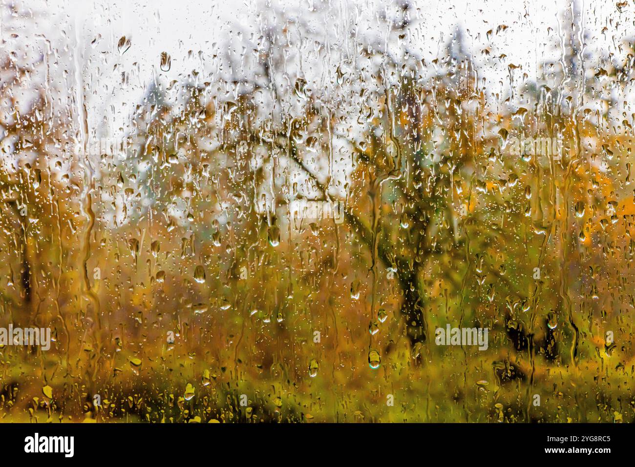 Rain falling in the forest of Schafer State Park, photographed through ...