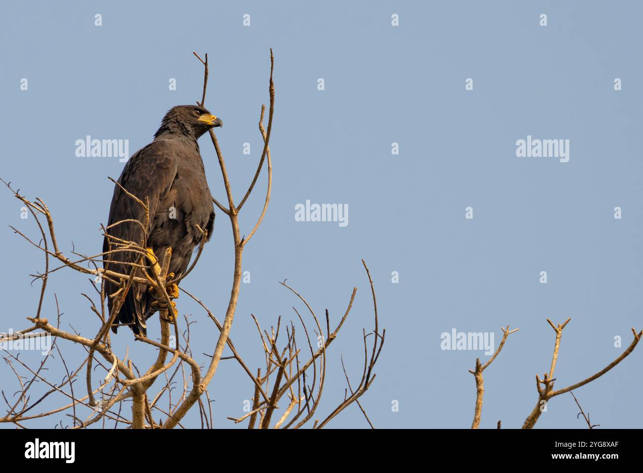 Great black hawk standing on dry ground Stock Photo - Alamy