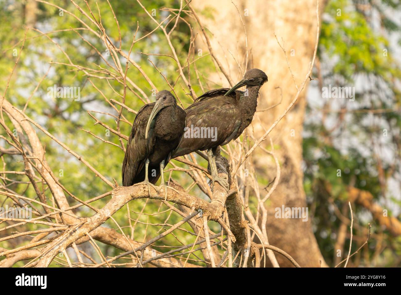 Two green ibis roosting tree in the Pantanal, Brazil Stock Photo - Alamy