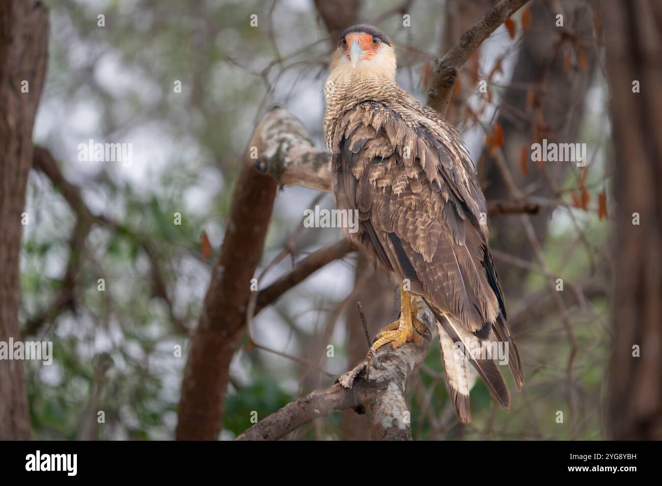 Southern crested carcara portrait in tree in the Pantanal, Brazil Stock ...