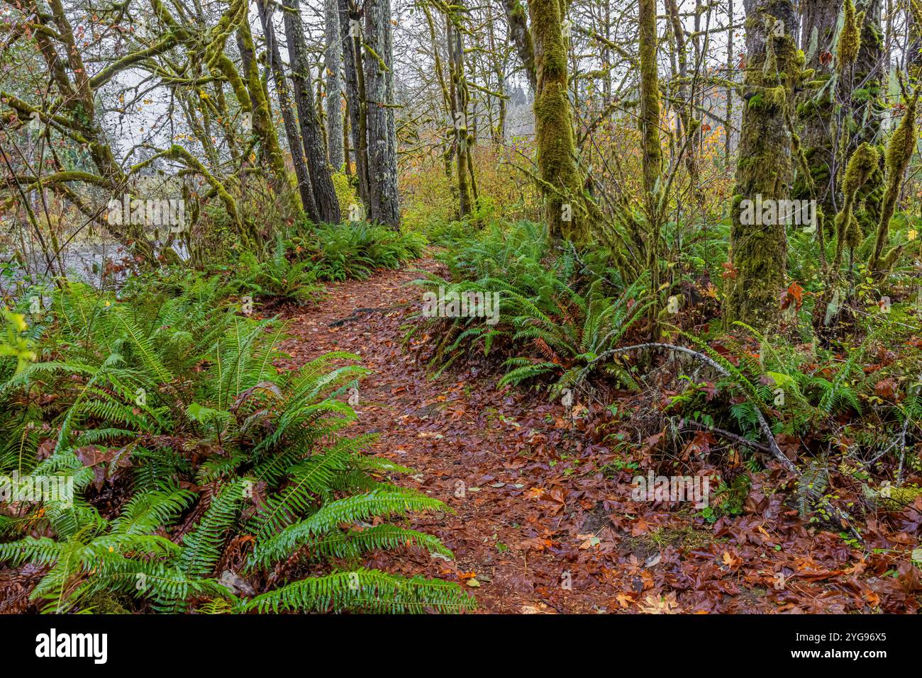 River's Edge Trail along East Fork Satsop River in Schafer State Park ...