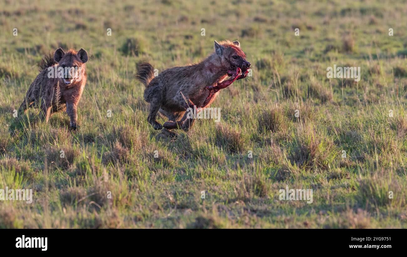 Africa, Kenya, Maasai Mara National Reserve. Hyena running with meat ...