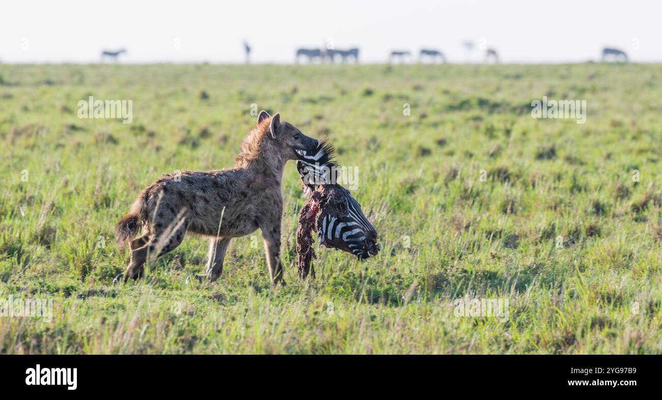 Africa, Kenya, Maasai Mara National Reserve. Hyena zebra head from kill ...