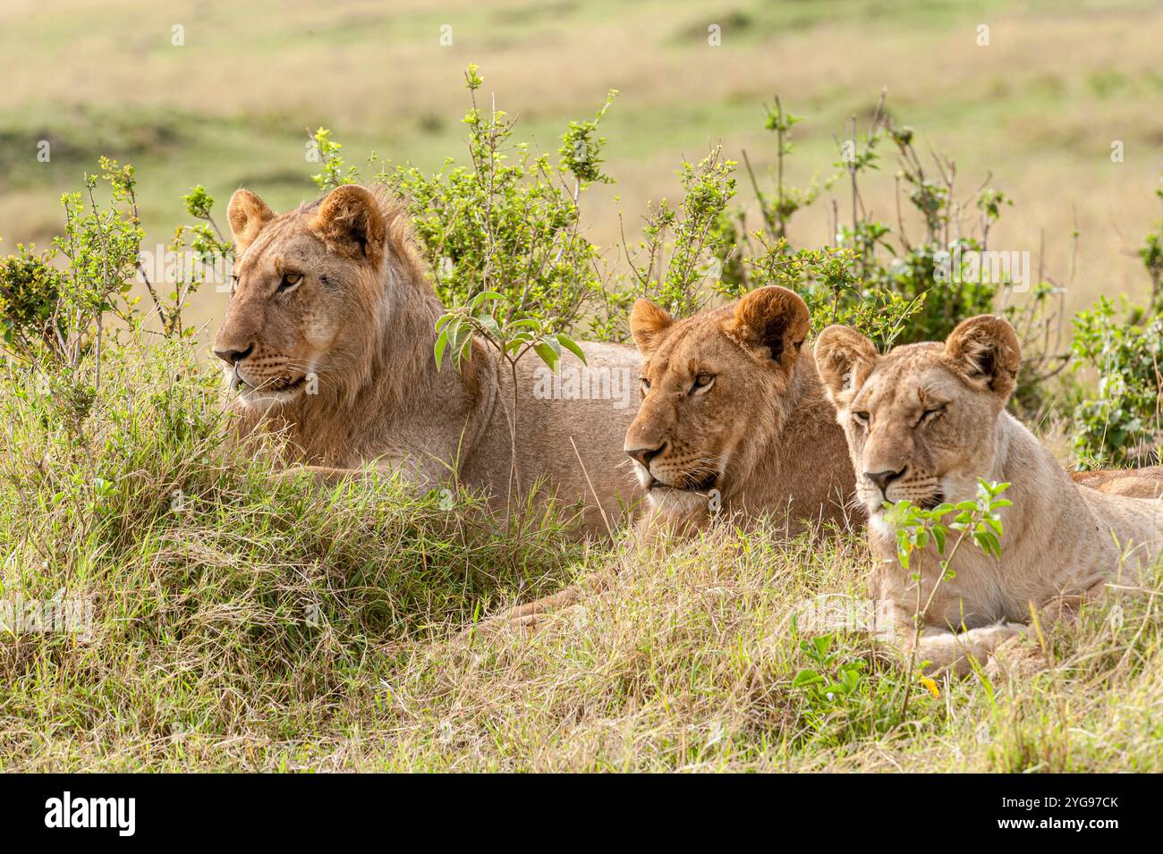 Kenya. Three lions lying down Stock Photo - Alamy